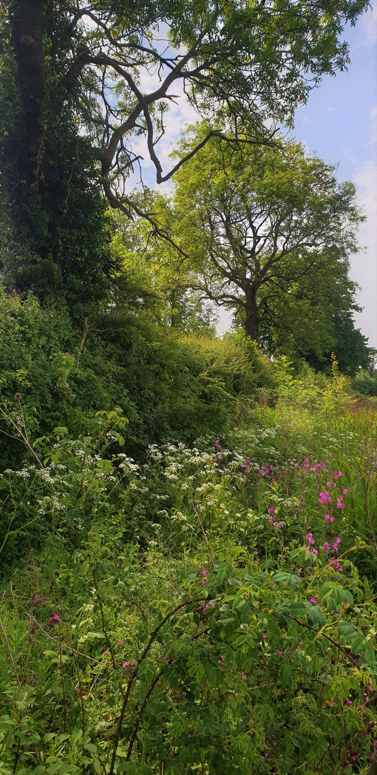 | All About Hedgerows