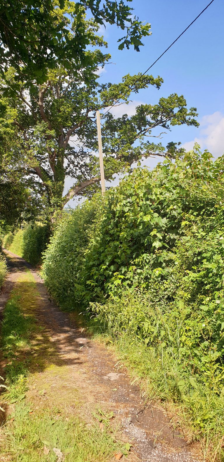 | All About Hedgerows